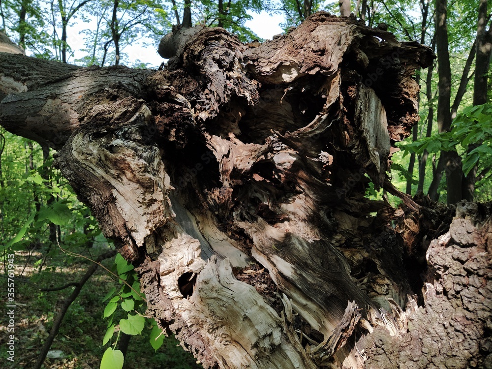 Wavy Wood Pattern Inside of Fallen Tree. Wood texture background ...