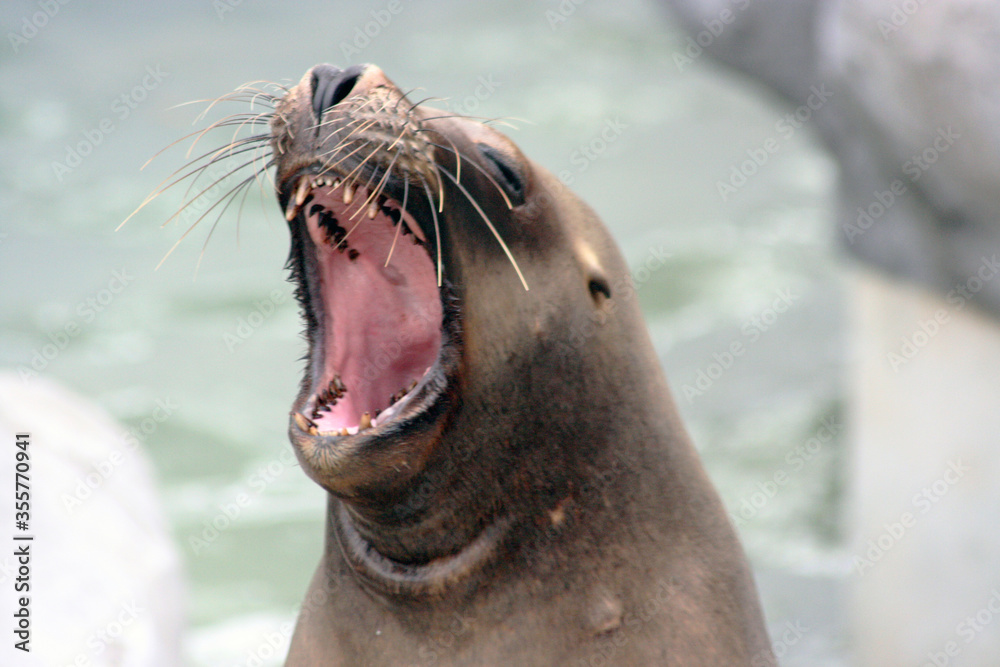 Foca muestra los dientes mientras grita Stock Photo | Adobe Stock