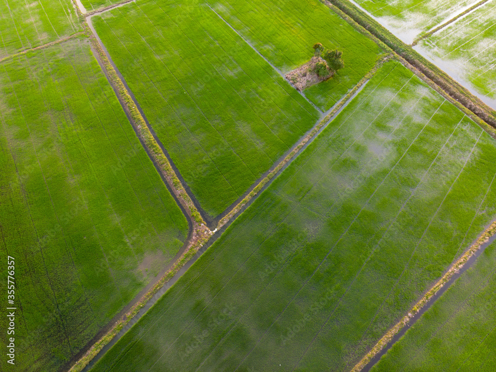 Aerial view of green paddy field at rural area of Malaysia. Paddy ...