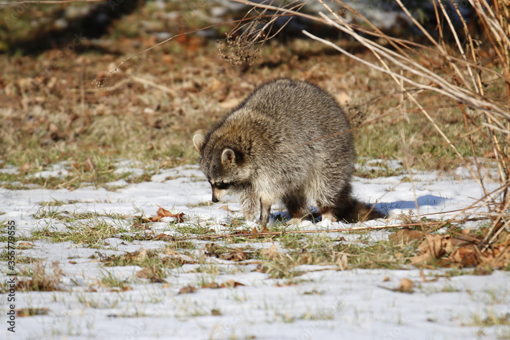 Rabid Raccoon foaming at the mouth. While this particular raccoon may ...