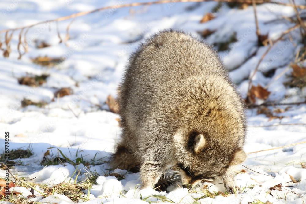 Rabid Raccoon foaming at the mouth. While this particular raccoon may ...