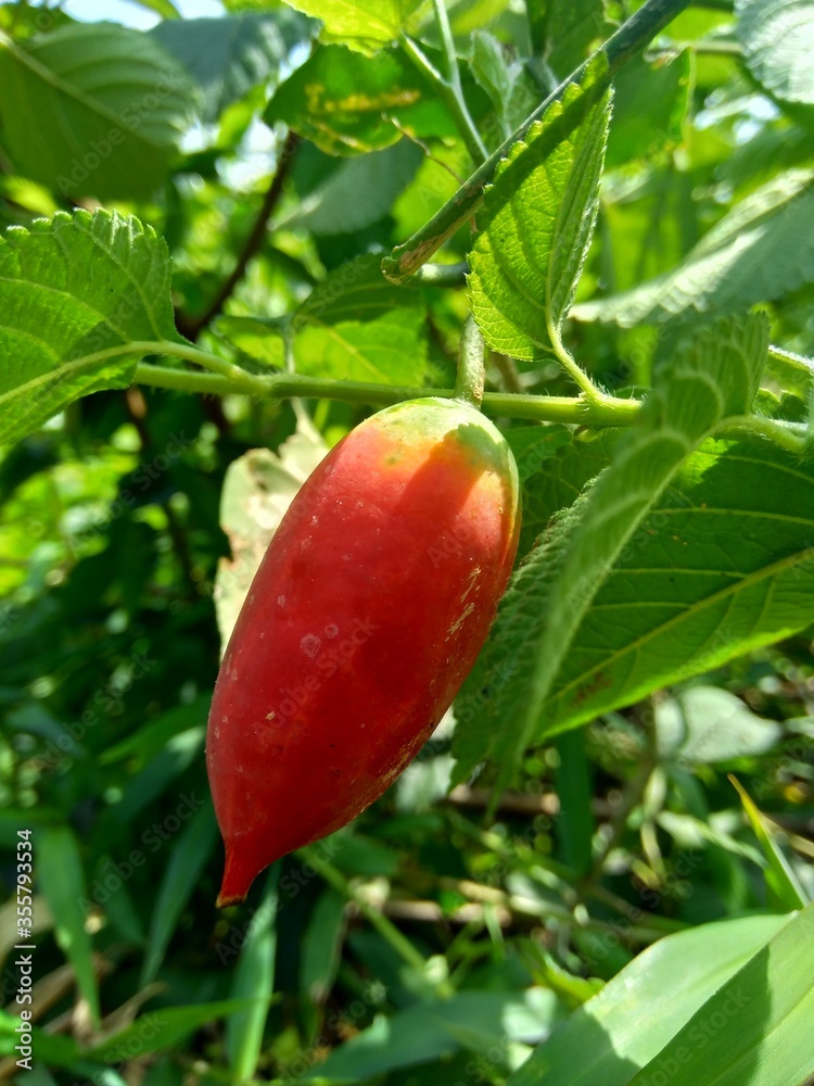 Coccinia grandis (also known as timun merah, kemarungan, ivy gourd ...