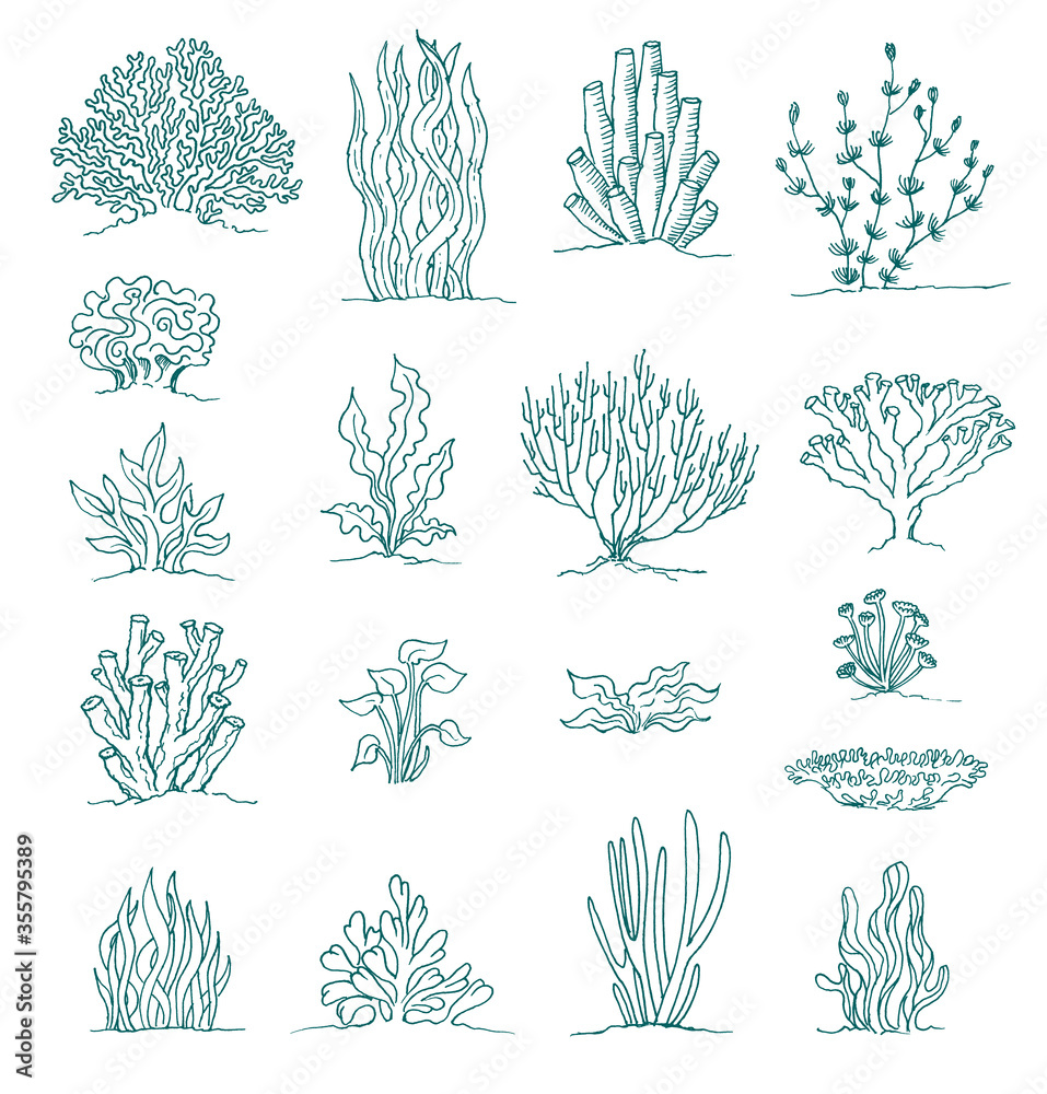 Sea Plants Drawing