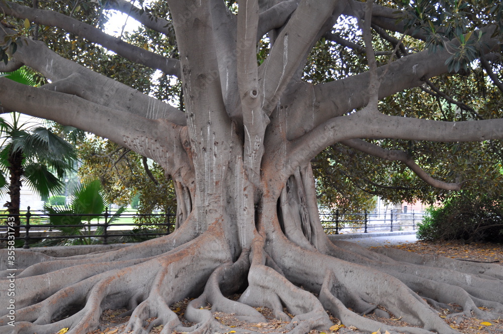 branches of old century-old trees that look like trees themselves Stock ...