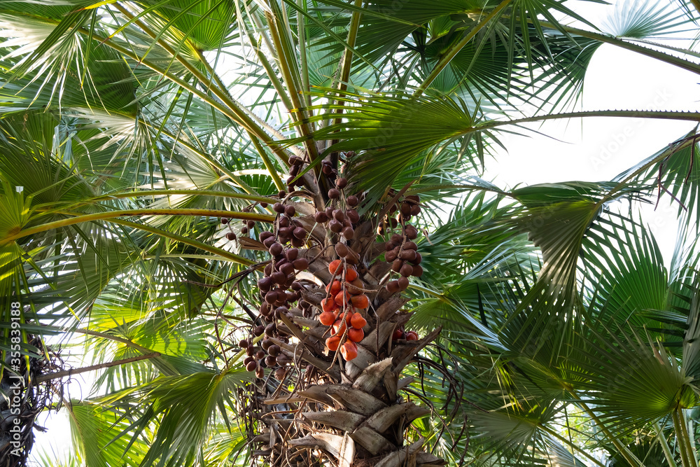 Palm fruit bunches on palm tree.Orange or brown palm fruits.Its name is ...