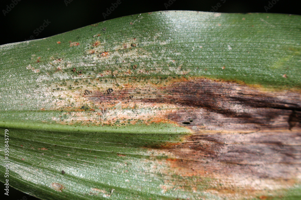 Fungal infection caused by Botrytis convallariae on green leaf of lily ...