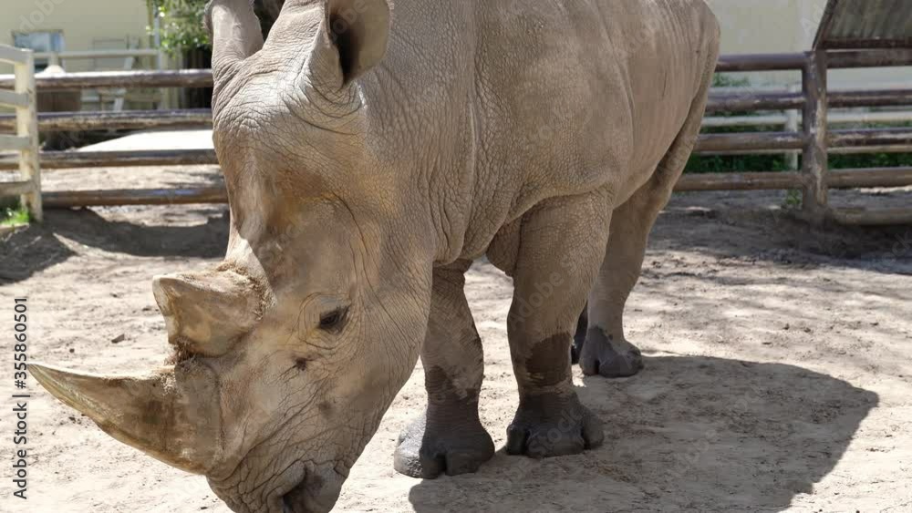 Rhinoceros in the zoo aviary. observation of wild animals Stock Video ...