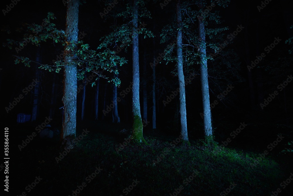 Creepy Trees At Night