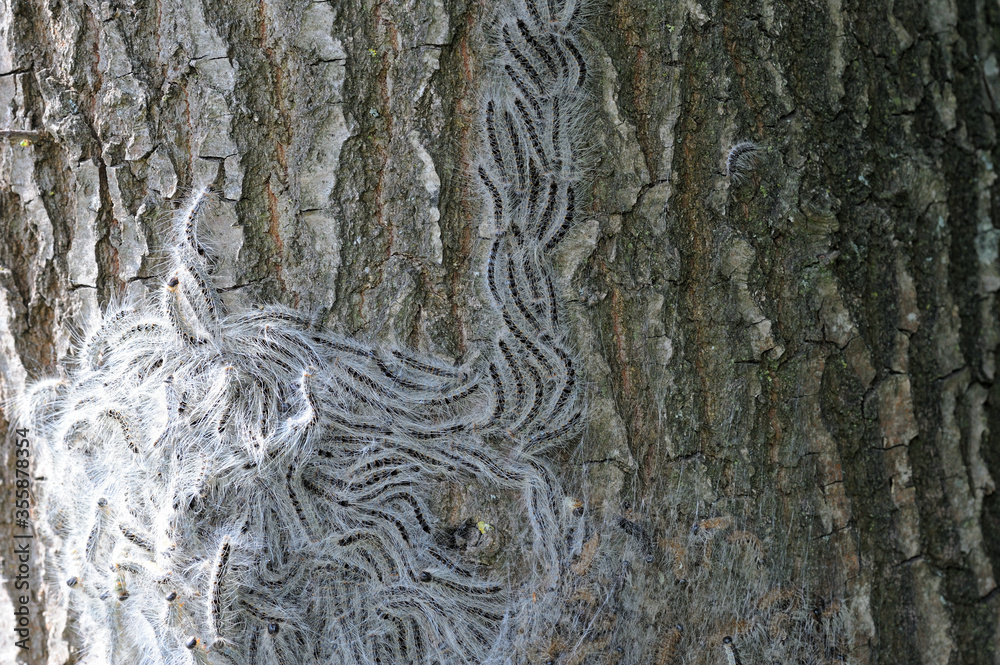 Foto de Prozession von Eichenprozessionsspinner Raupen zu ihrem Nest do ...