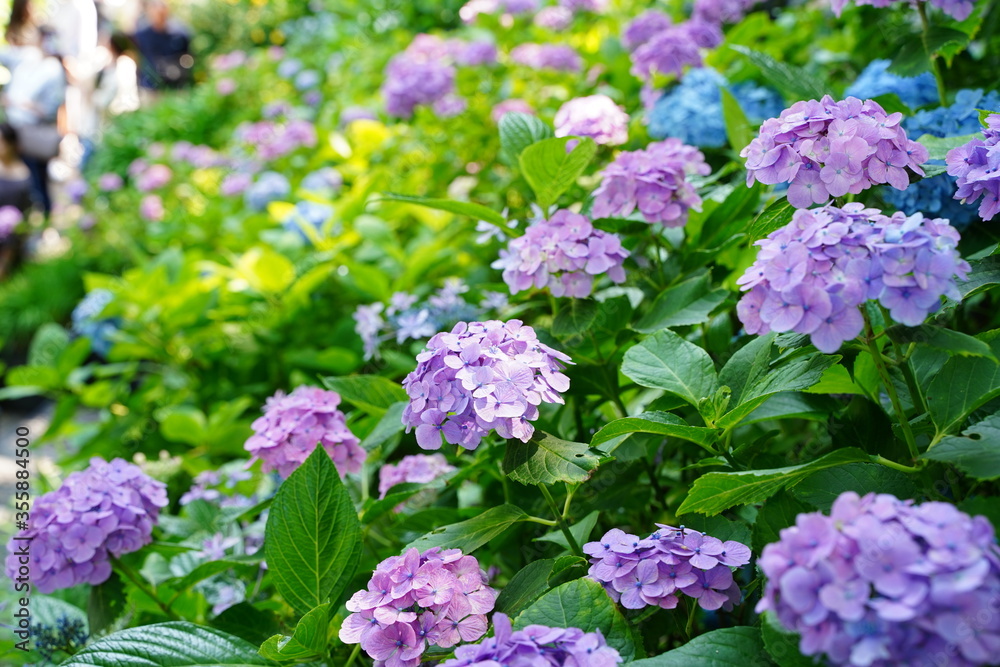 Purple hydrangea flowers are blooming beautifully at Hasedera temple in ...