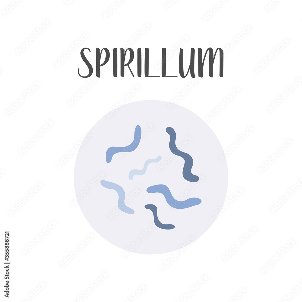 Spirillum. Bacteria classification. Spiral shapes of bacteria. Types ...
