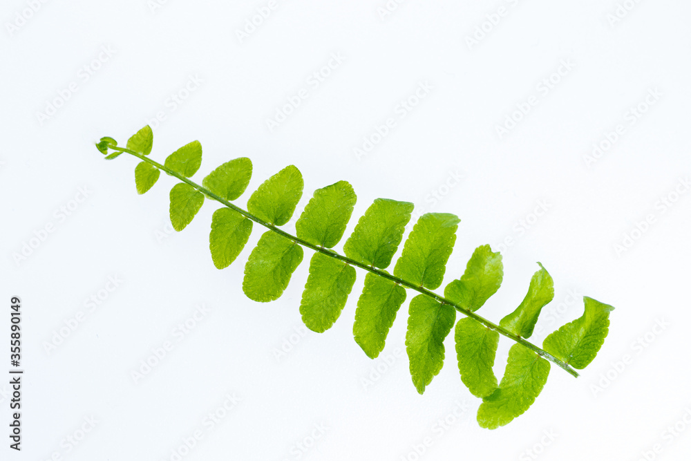 Lisc paproci. Rosliny domowe. Mloda paroc na bialym tle. Wyizolowane z ...