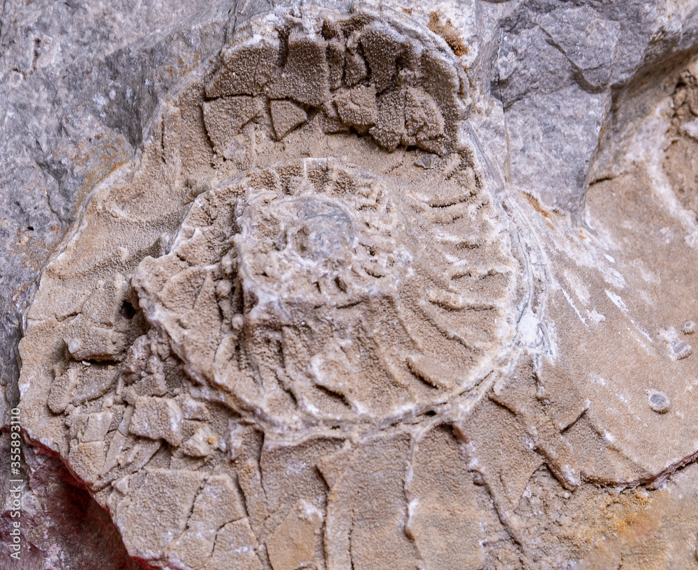 Stone texture with imprints of shells of cephalopod moths of nautilus ...