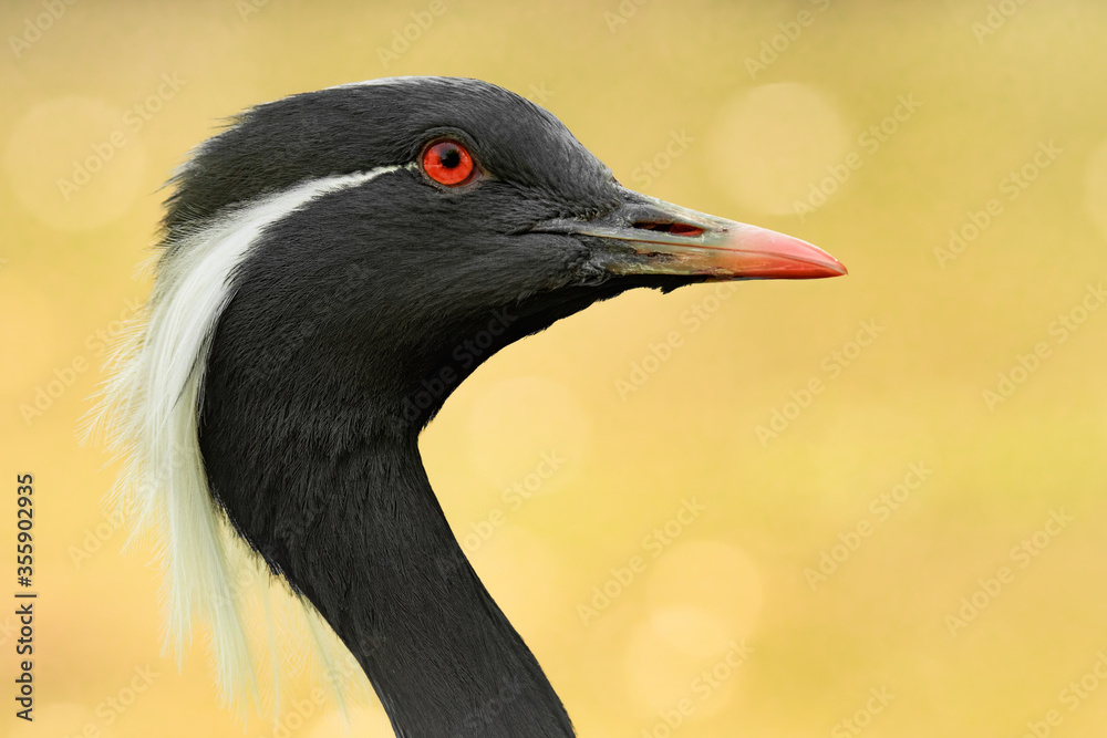 Demoiselle crane (Grus virgo), with beautiful yellow coloured ...