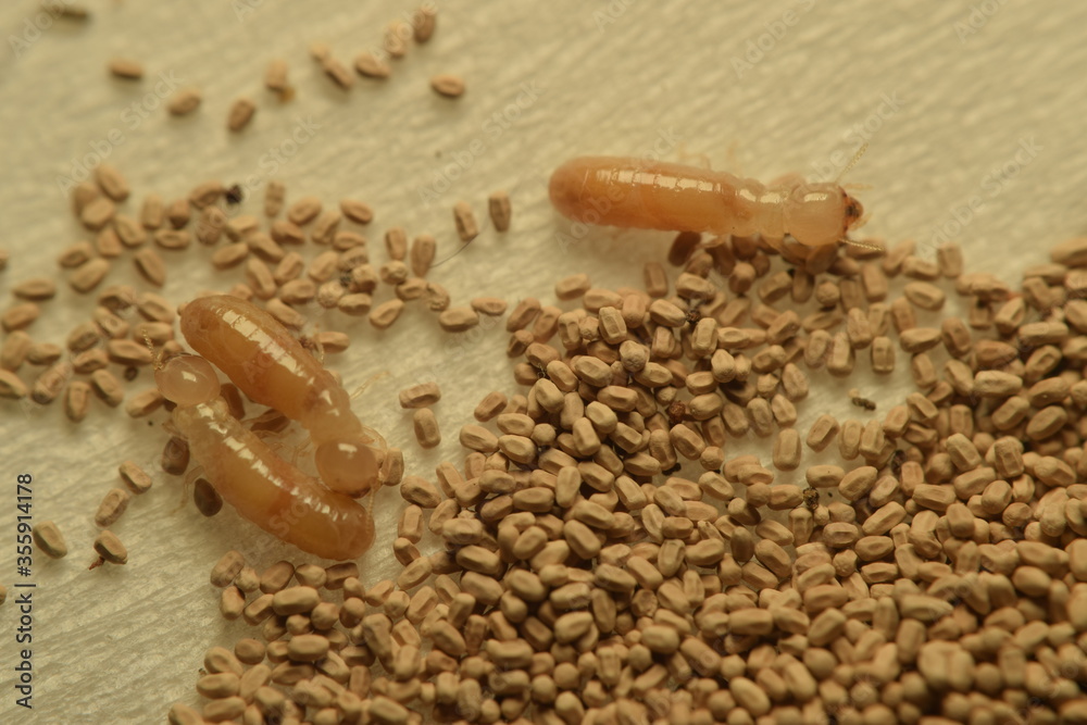 Termite Excrement and three termite. “Frass” is just another word for ...