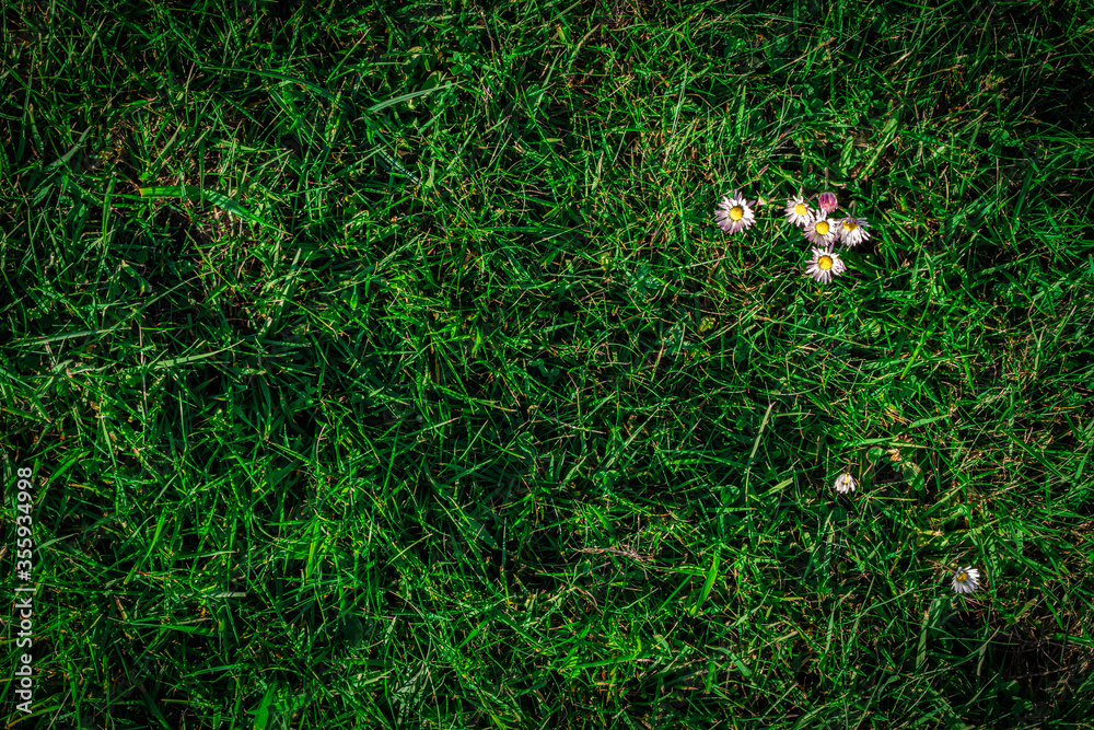 Green grass texture. Greenery lawn nature pattern or spring field ...