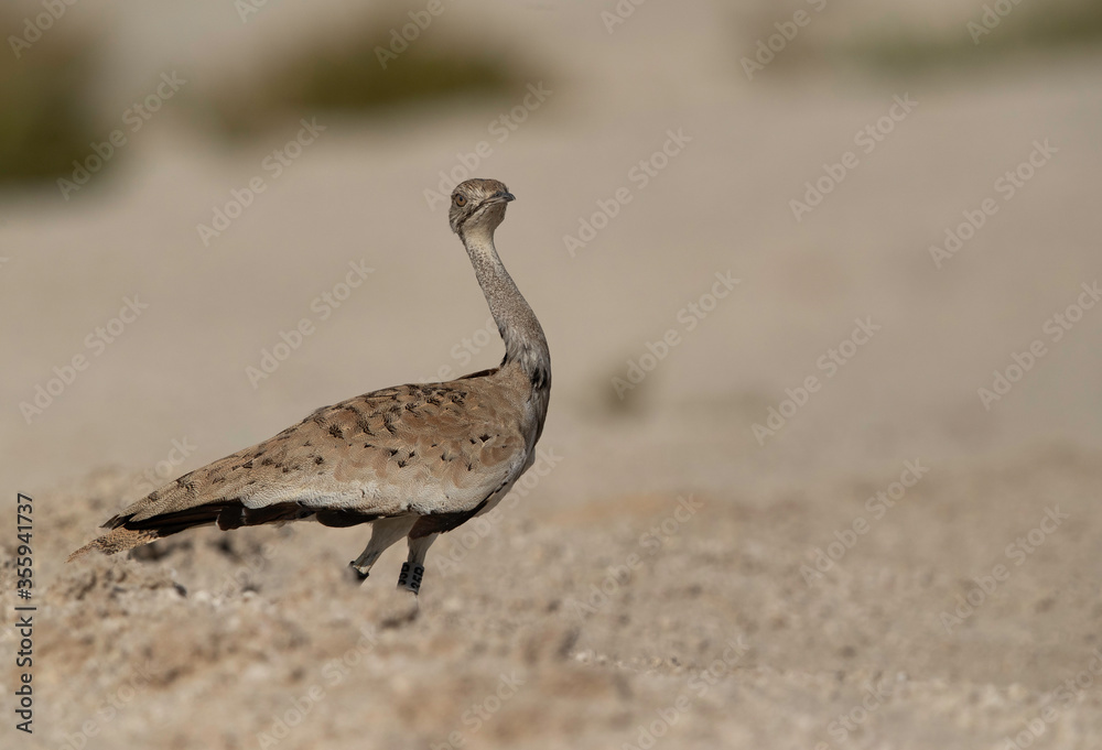 Beautiful Houbara bustard in the desert of Bahrain Stock Photo | Adobe ...