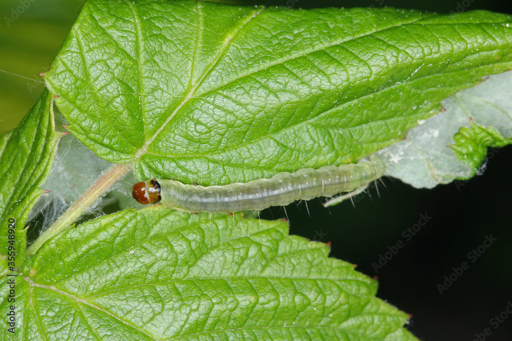 Caterpillar of Archips rosana (Cacoecia) the rose tortrix Tortricidae ...