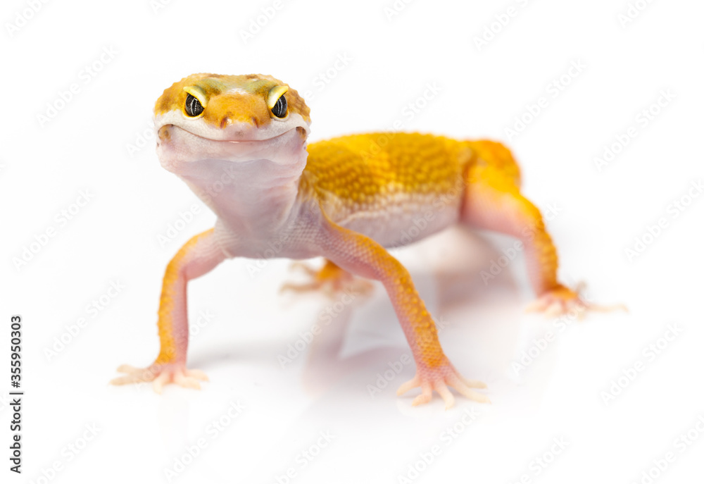 Smiley and funny face leopard gecko showing curiosity Stock Photo ...