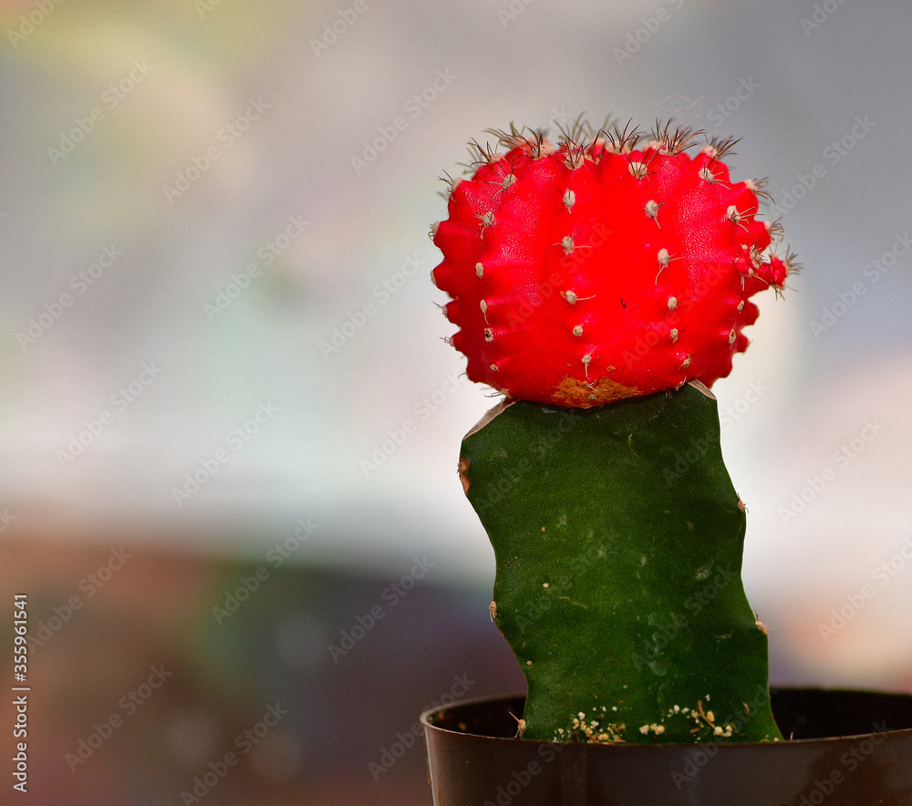 Red Moon cactus are varied mutants which completely lack chlorophyll ...