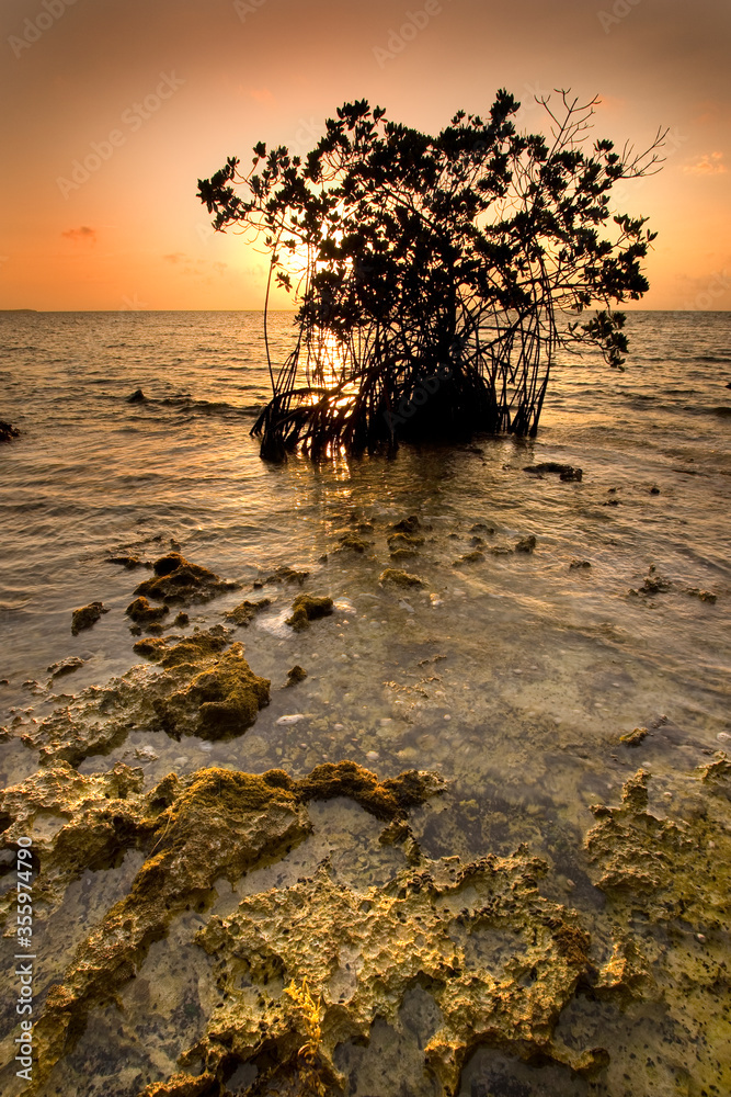 Red Mangrove, Rhizophora mangle, Florida Keys National Marine Sanctuary ...