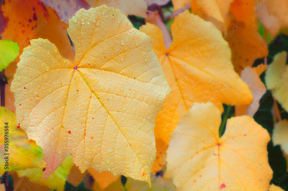 Colorful Fall Grape Leaves displaying Yellow and Orange color tones. It ...
