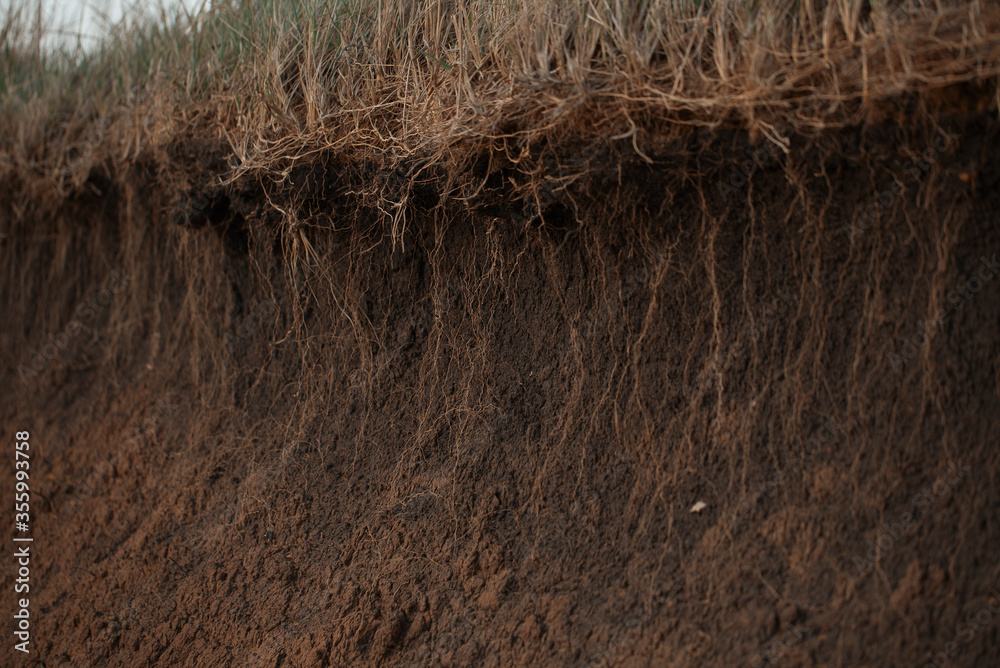 Grass earth and roots. Green grass with earth crosscut. Cross section ...