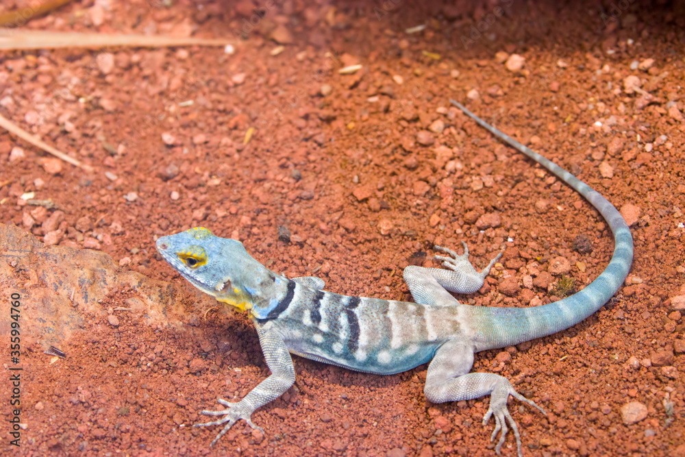 The Baja blue rock lizard is a species of large, diurnal phrynosomatid ...