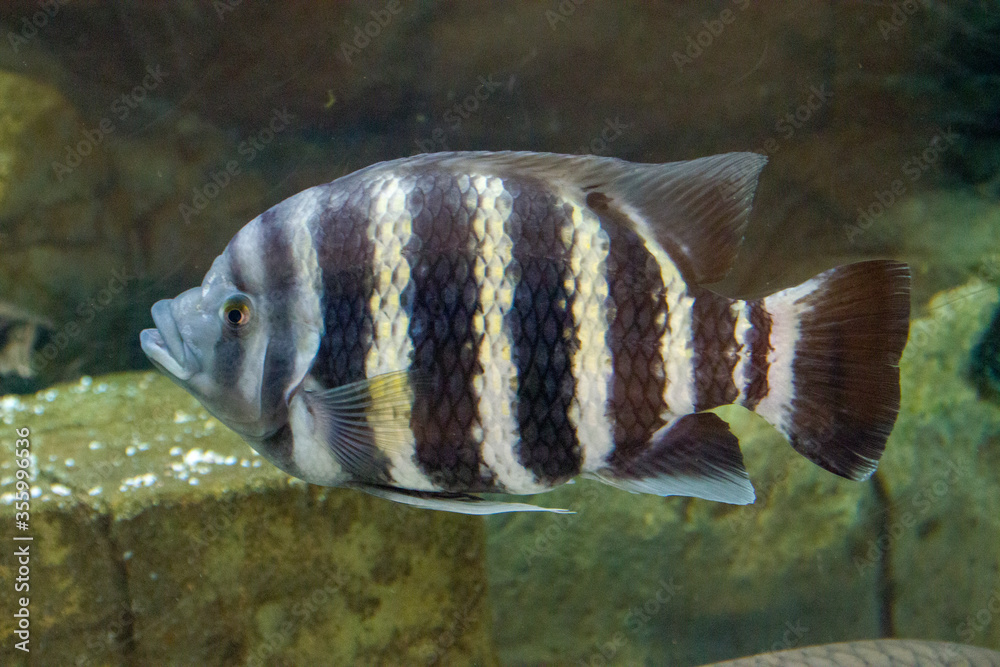 A zebra tilapia (Heterotilapia buttikoferi) in the water, is a West ...
