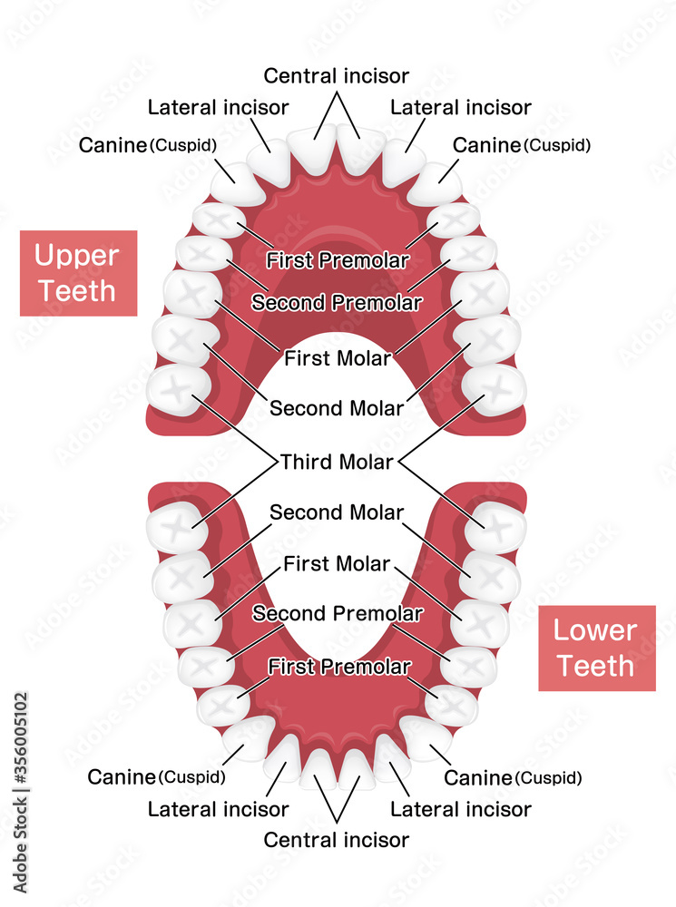 Human permanent teeth chart vector illustration Stock Vector | Adobe Stock