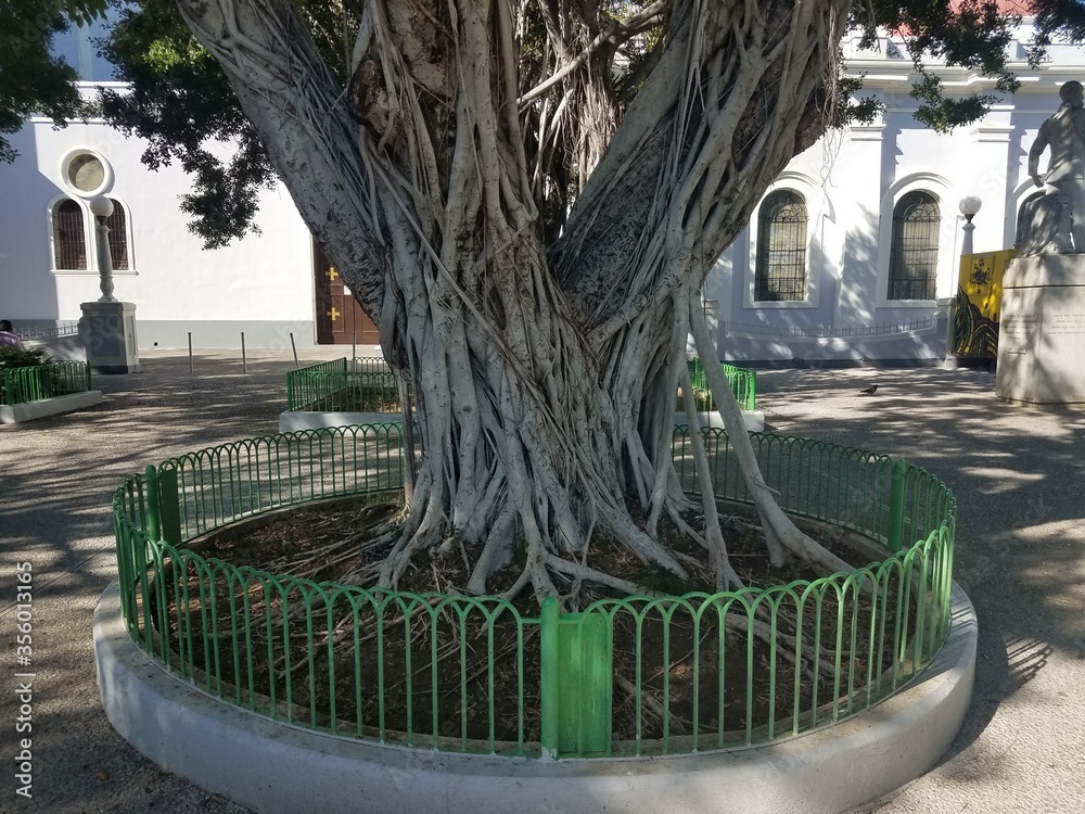 tree and trunk with a lot of roots in Ponce, Puerto Rico Stock Photo ...