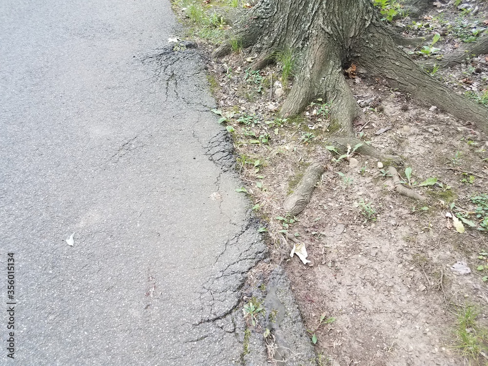 asphalt with erosion due to tree roots Stock Photo | Adobe Stock