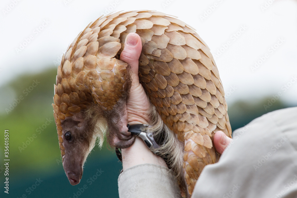 Captive African White Bellied Tree Pangolin Stock Photo | Adobe Stock