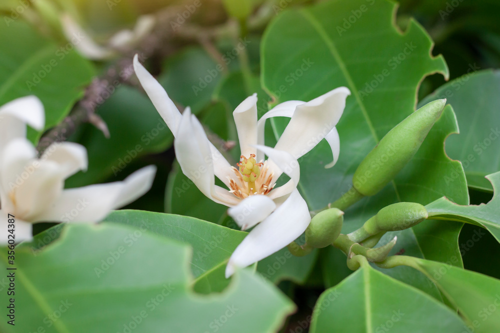 White Champaka bloom on tree with sunlight in the garden. Stock Photo ...