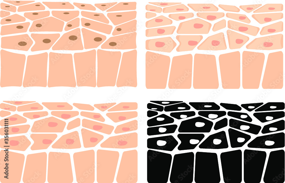 Human skin: the structure of skin cells for the demonstration of creams ...
