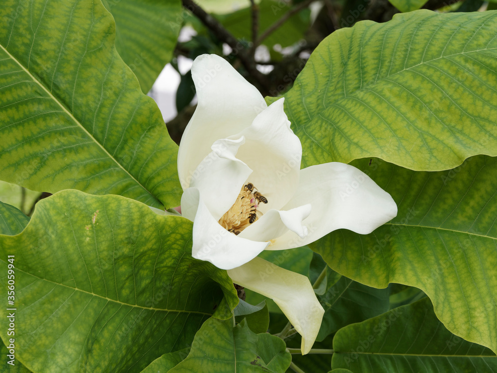 (Magnolia macrophylla) Gros plan sur une grande fleur ouverte du ...