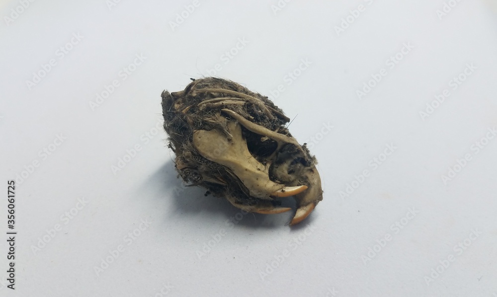 rat skull and teeth and black hair from owl pellet on white background ...