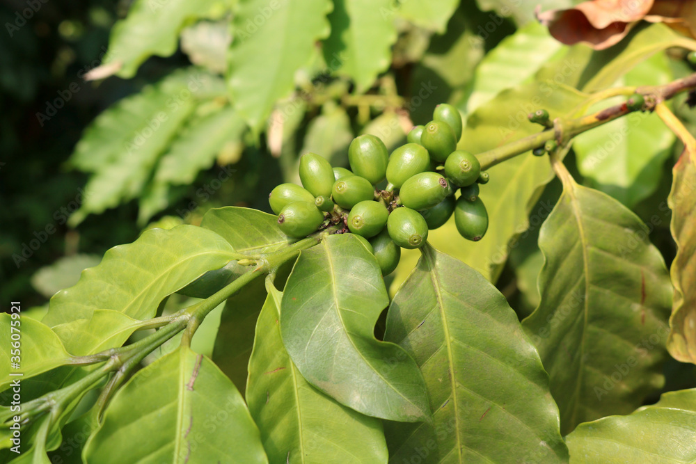Coffee beans growing on a coffee bush shown in dappled sunlight. Could ...