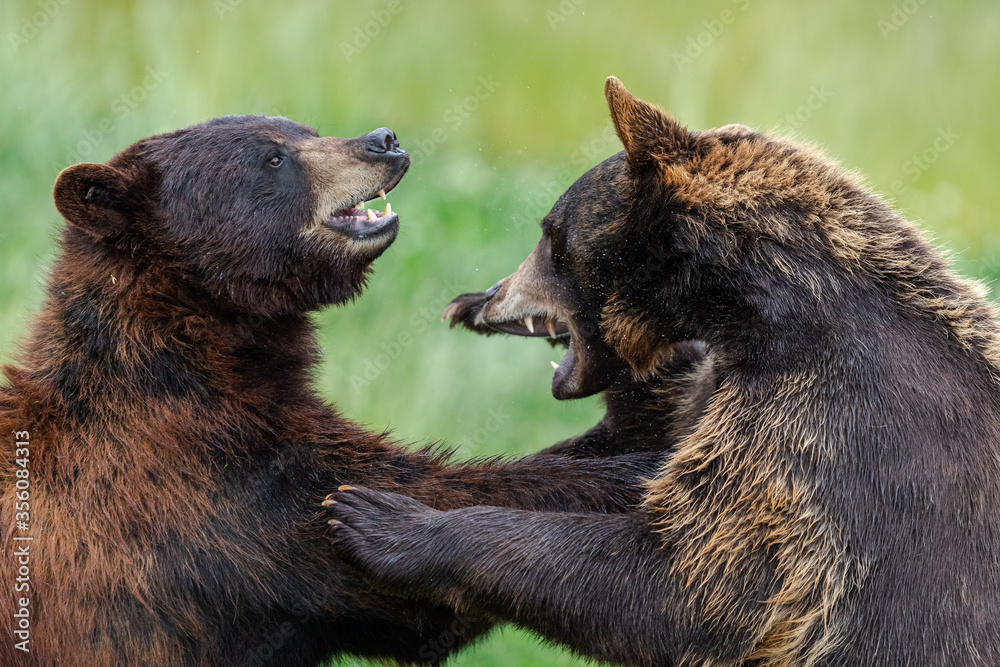 Black Bears Fighting