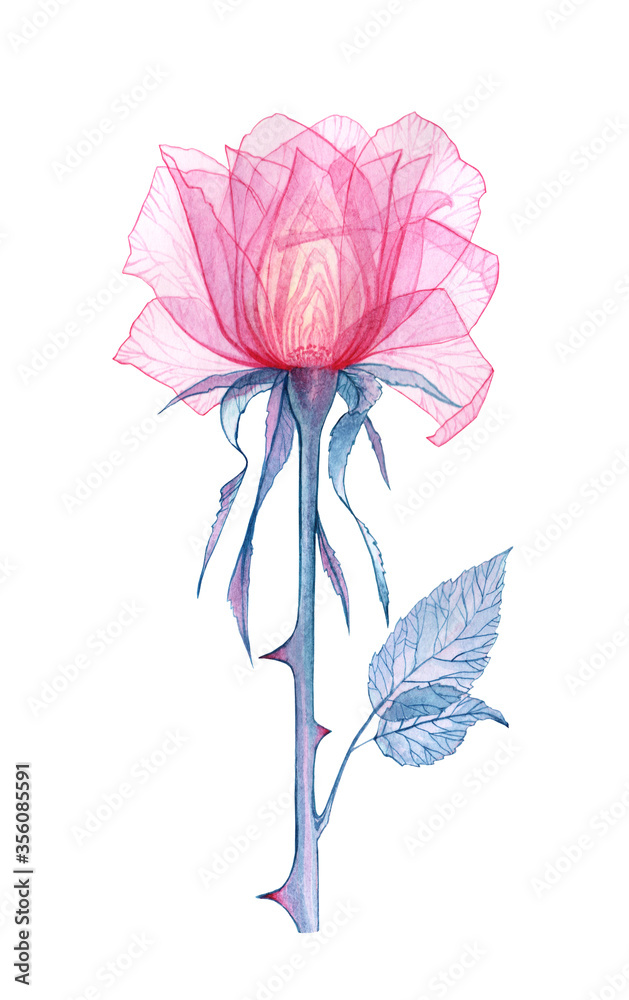 Single Rose Petals Drawing