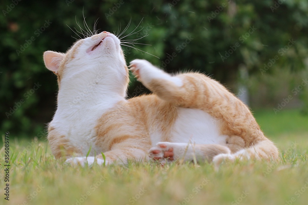 Ginger cat, also called a tabby cat, scratching himself on the lawn ...