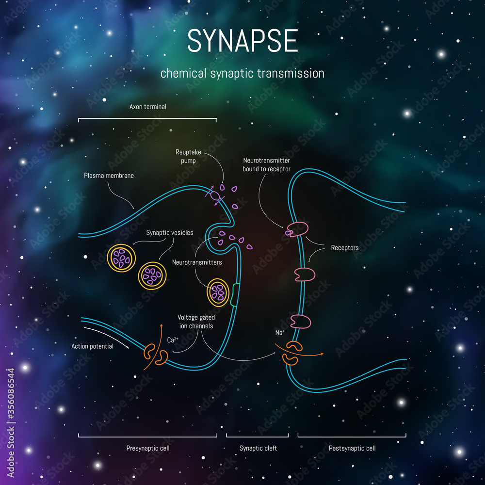 Vecteur Stock Synaptic cleft structure. Axons, dendrites synaptic ...