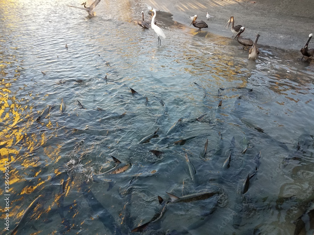 pelicans and birds watching tarpon fish in water in La Guancha in Ponce ...