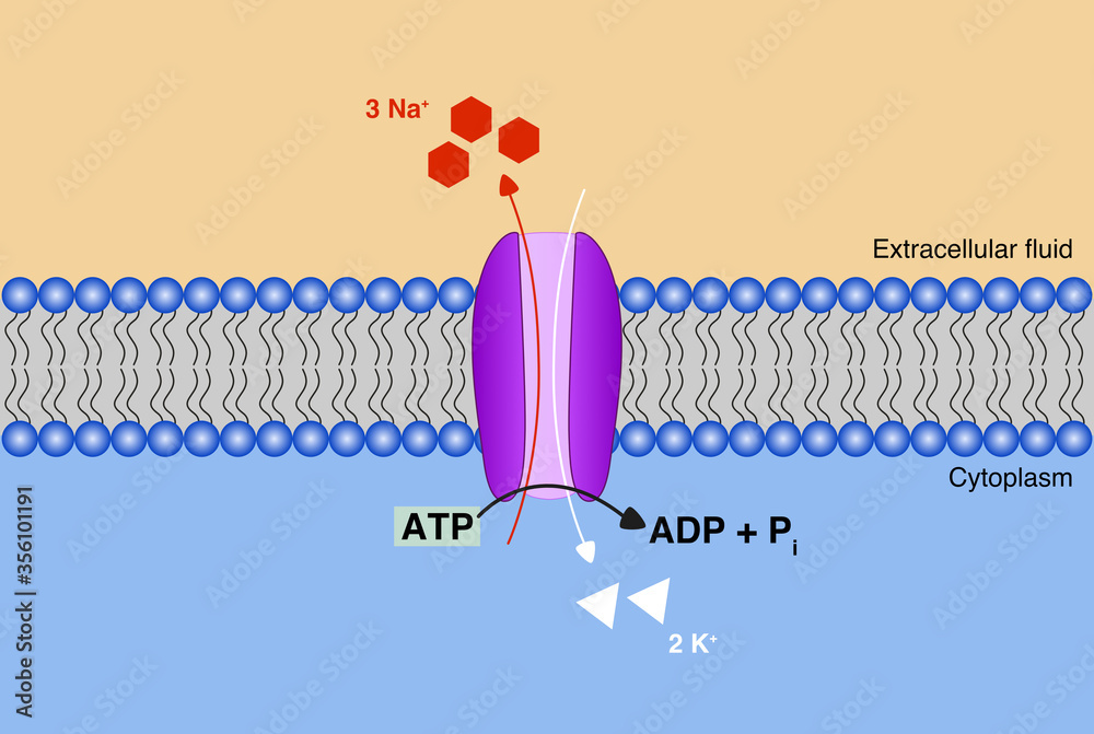 Illustration of how sodium-potassium pump works. Stock Vector | Adobe Stock