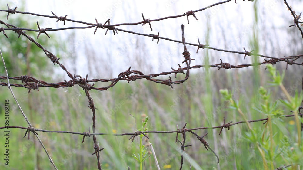 rusty tangled barbed wire stretched in the form of a fence against the ...