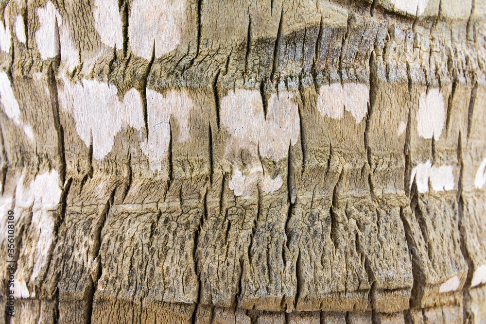 Coconut palm tree close up texture in bavaro beach, Punta cana ...