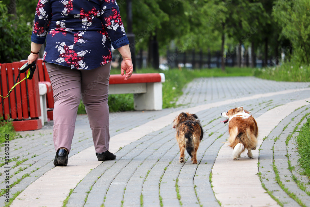 Fat woman walking two little dogs in a summer park Stock Photo | Adobe ...