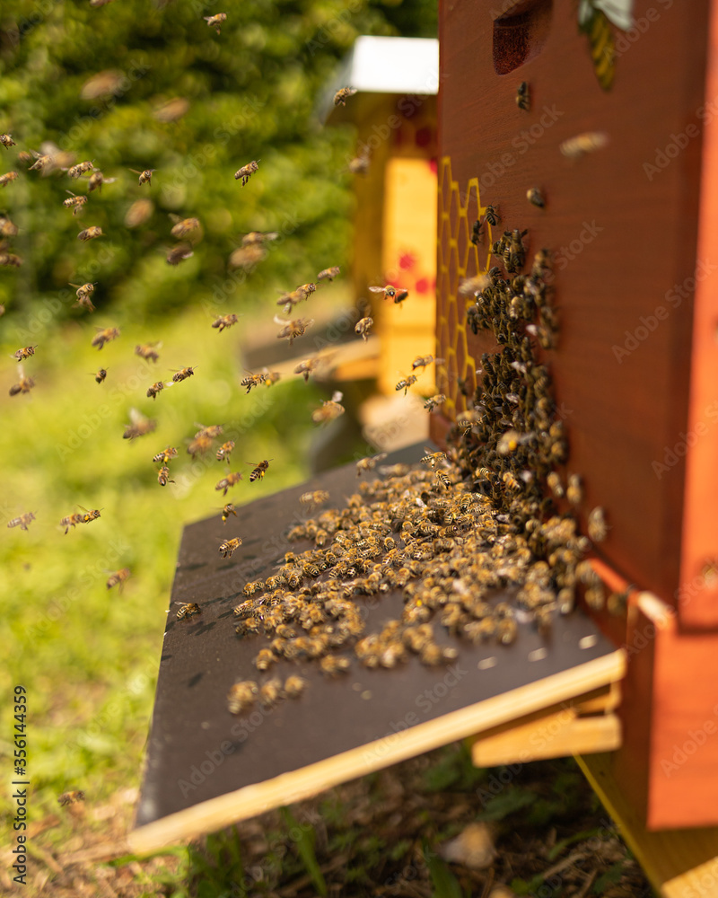 Bienen vor einer Bienenbeute mit Honigbienen auf dem Flugbrett Photos ...