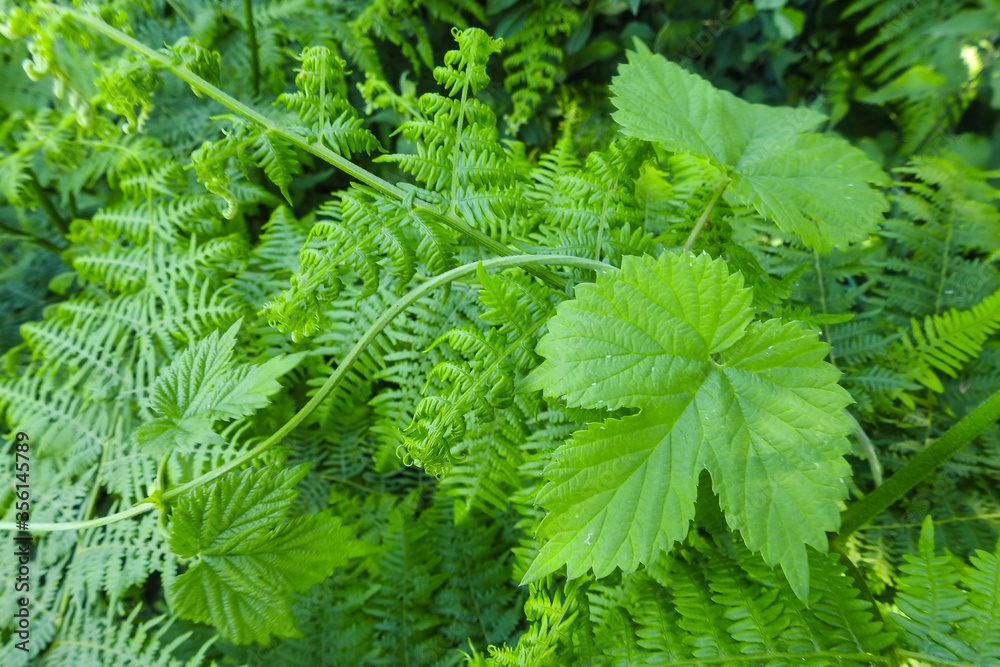 Pianta di Luppolo (Humulus lupulus9 - foglie e tralcio Stock Photo ...