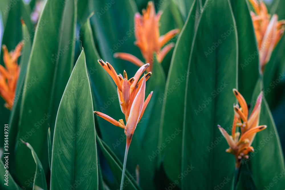 Heliconia psittacorum flower in Singapore. (Golden Torch) flowers with ...
